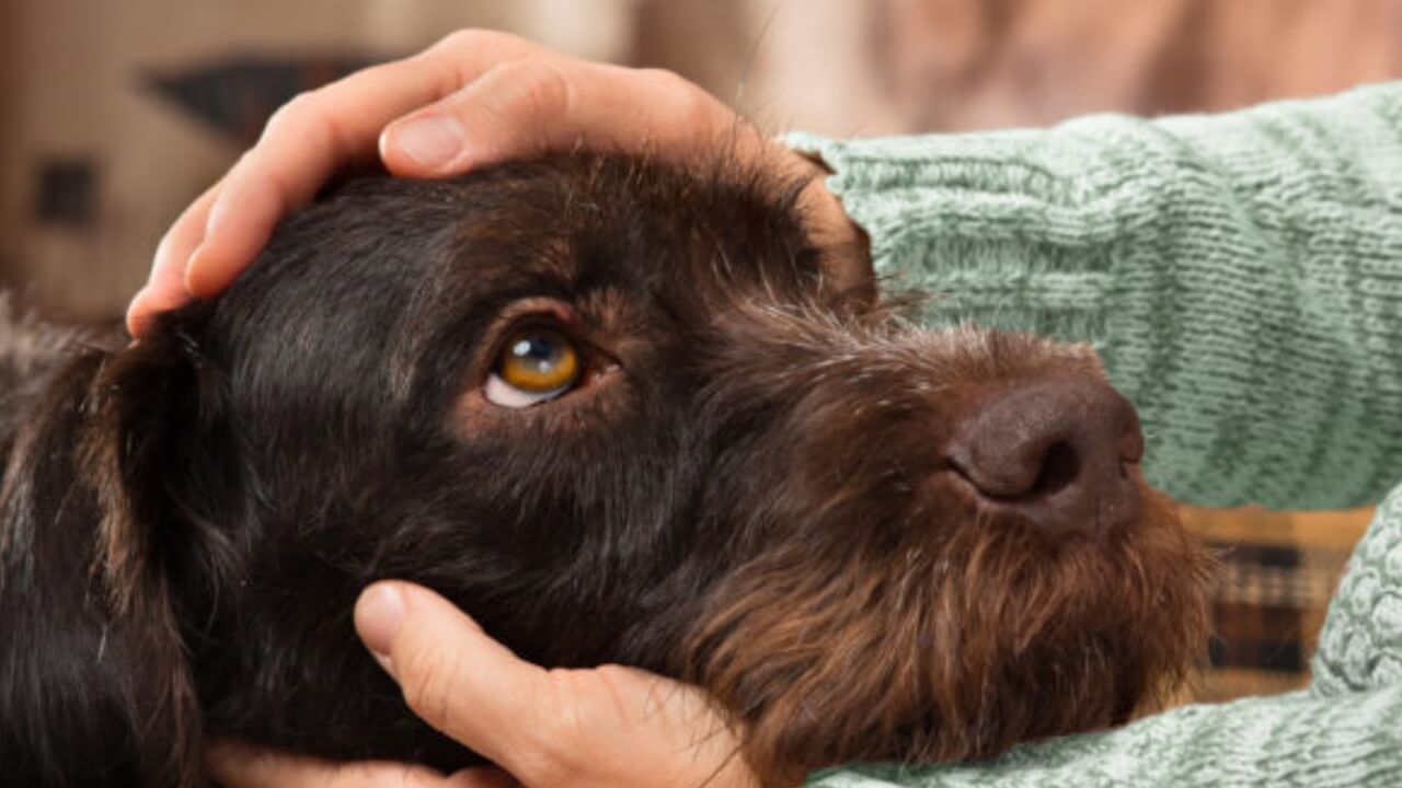 Humans' Bond With Animals Is The Purest Bond In The World, Read More ...